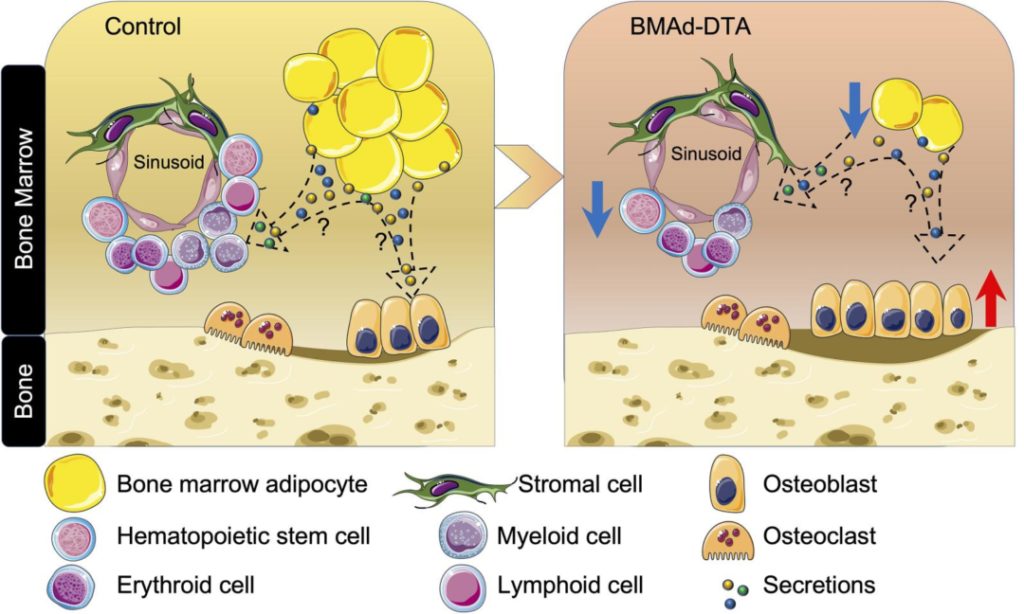 Paper of the Month Archive - (BMAS)