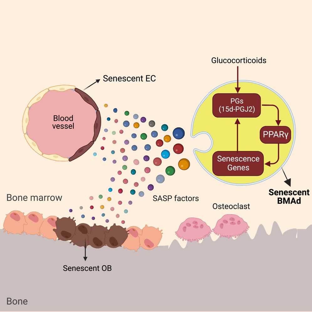 Paper of the Month Archive - (BMAS)